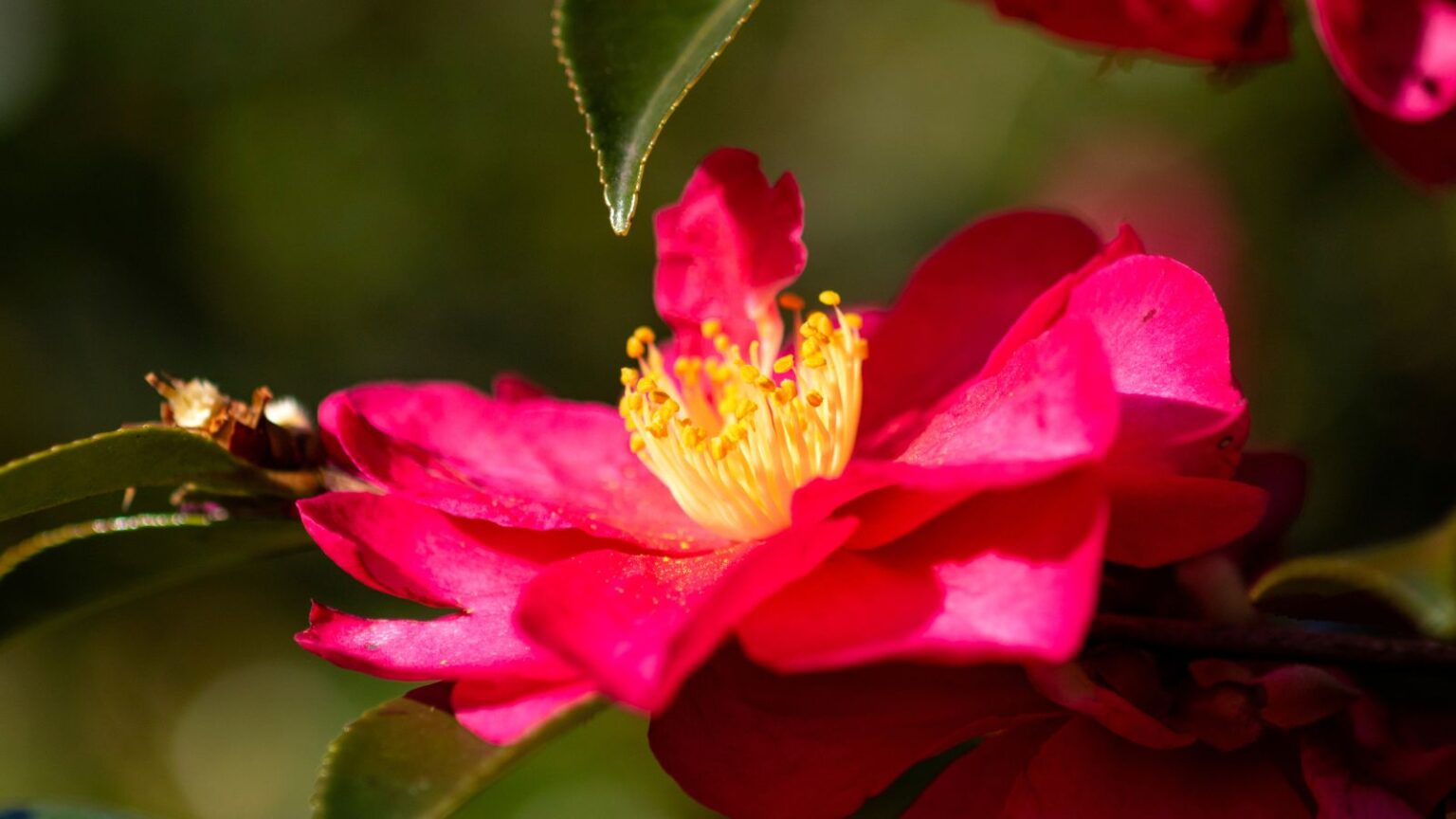 How to Plant, Grow, and Care For ‘Yuletide’ Camellia