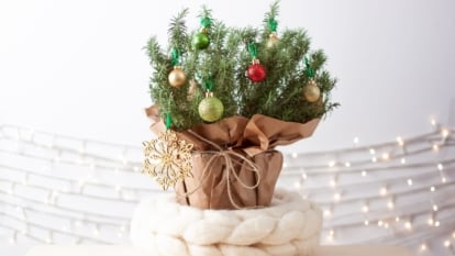 How to Grow a Rosemary Christmas Tree: 11 Care Tips