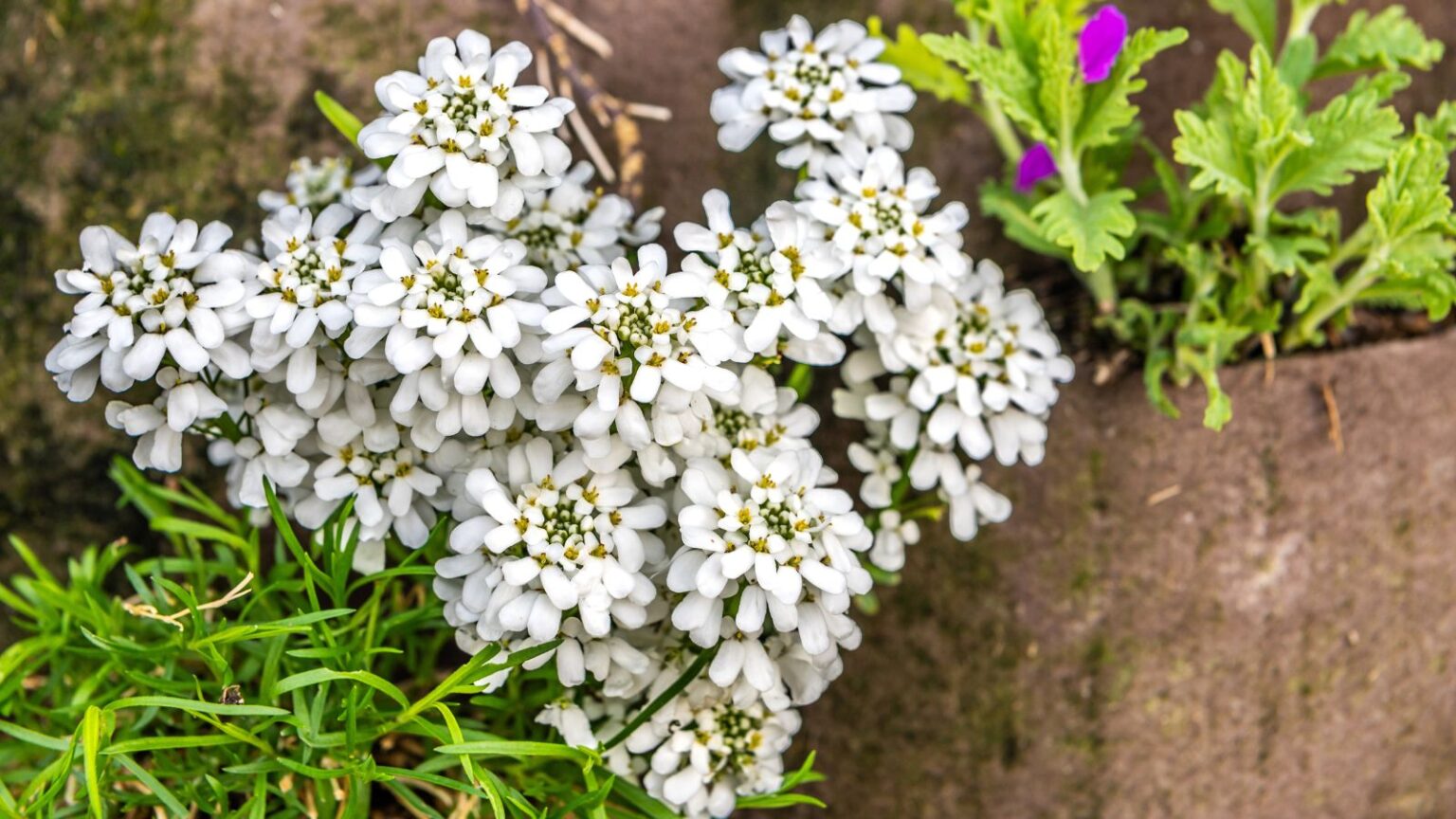 How to Plant, Grow, and Care for Candytuft