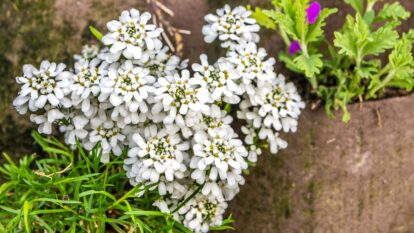 How to Plant, Grow, and Care for Candytuft