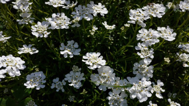 How to Plant, Grow, and Care for Candytuft