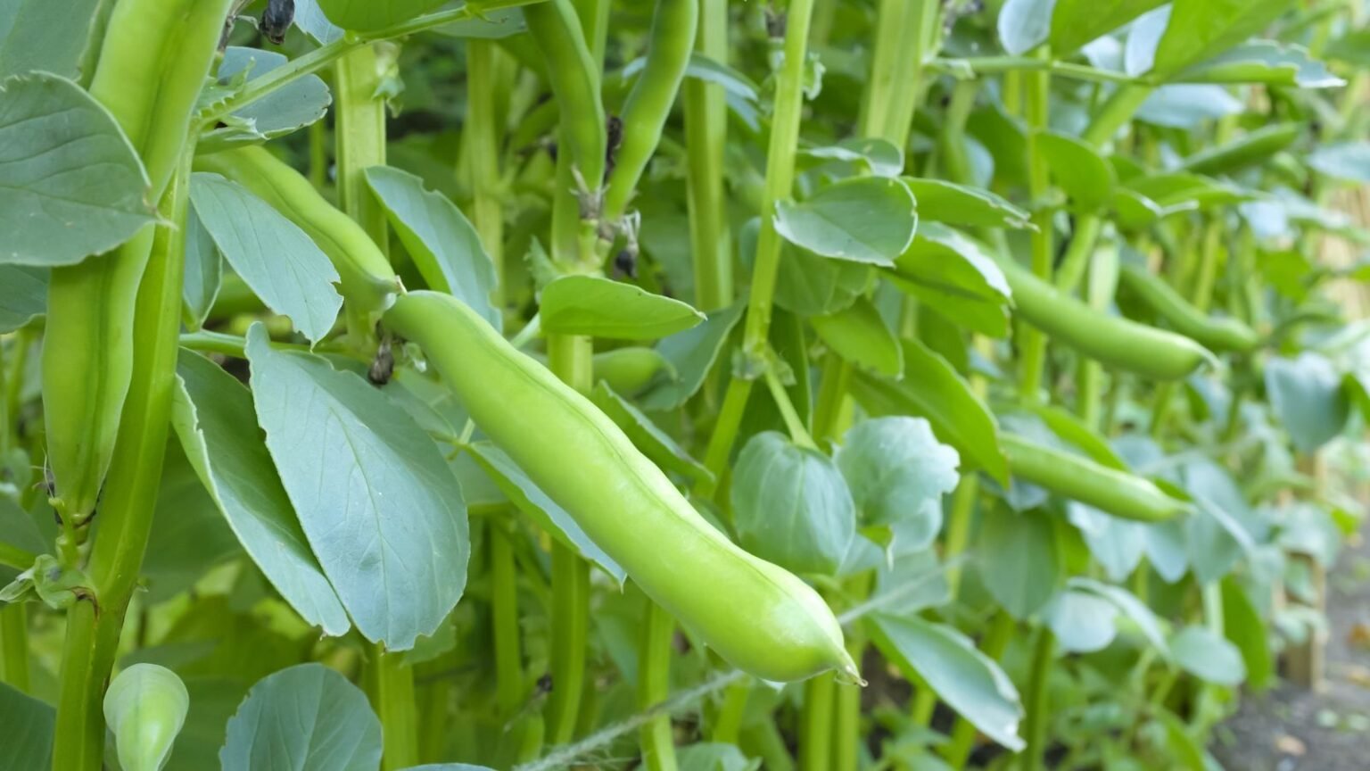 What is Nitrogen Fixation? How it Helps Plants