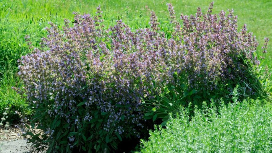 How to Plant, Grow, and Care for Salvia Sonomensis