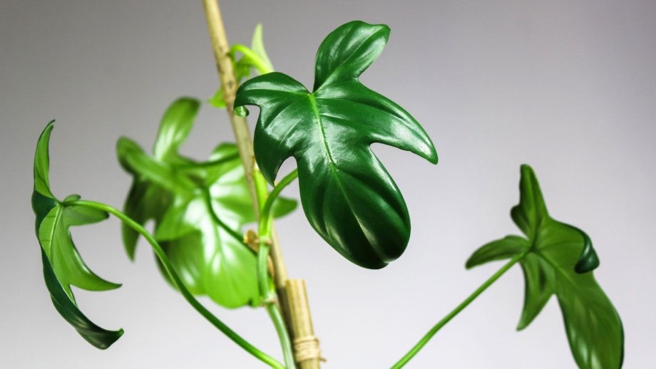 How to Plant, Grow, and Care For Fiddleleaf Philodendron