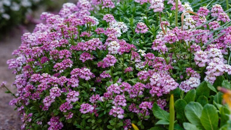 How to Plant, Grow, and Care for Candytuft