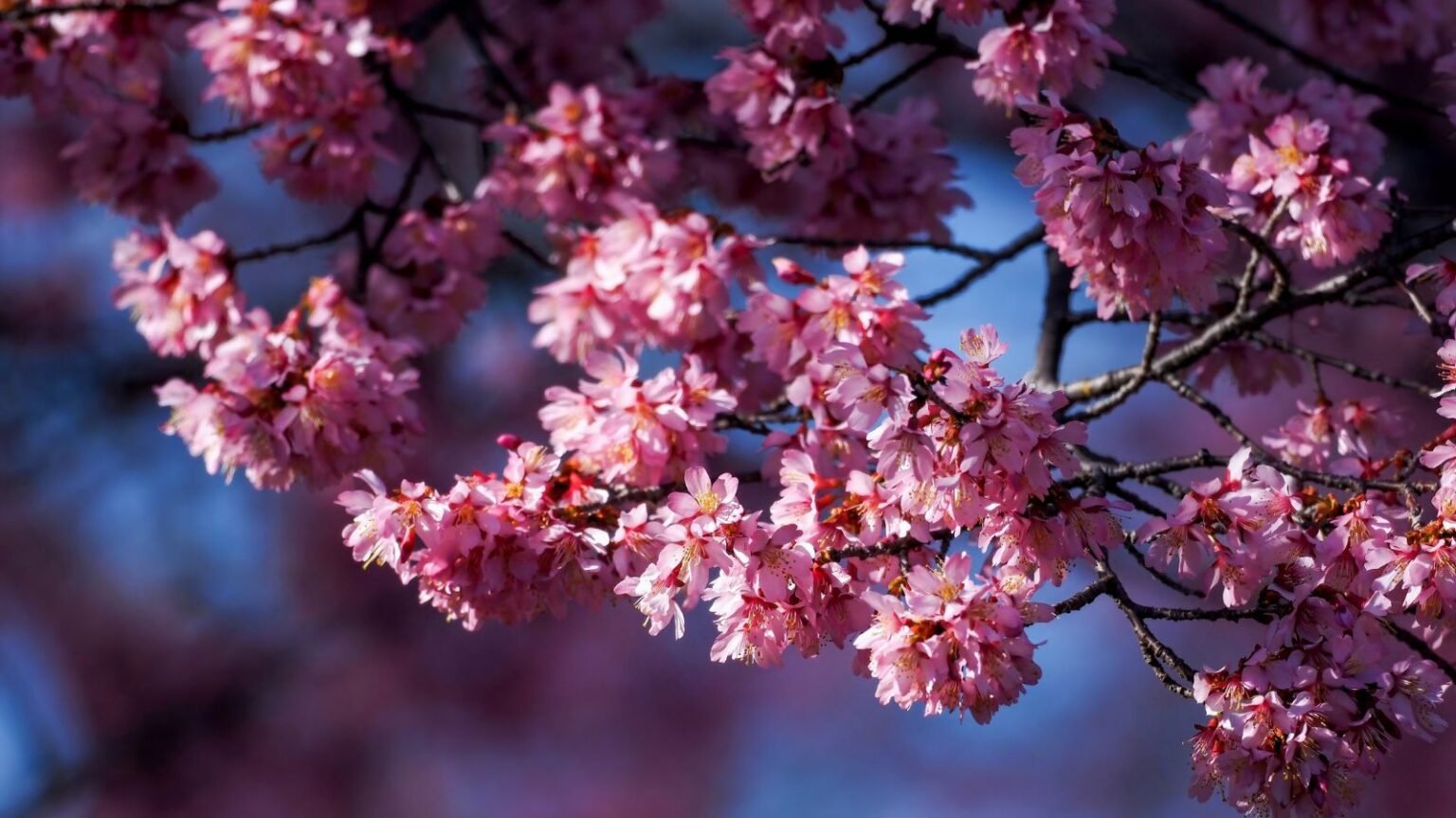 How to Plant, Grow, and Care for Okame Cherry Tree