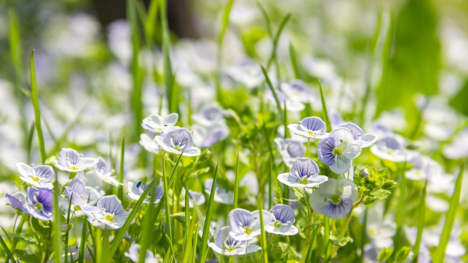 How to Plant, Grow, and Care for Creeping Speedwell