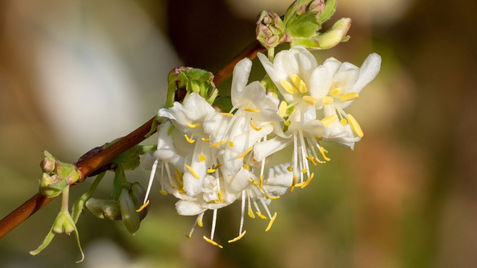 How to Plant, Grow, and Care for Winter Honeysuckle