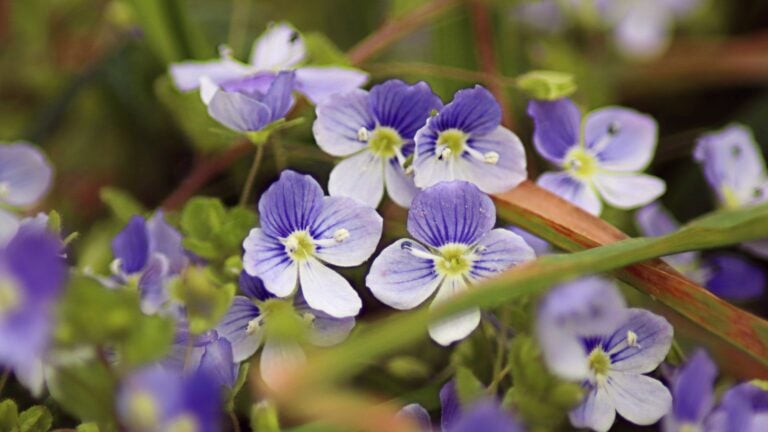 How to Plant, Grow, and Care for Creeping Speedwell