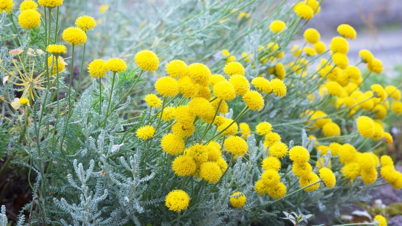 How to Plant, Grow, and Care for Santolina Chamaecyparissus