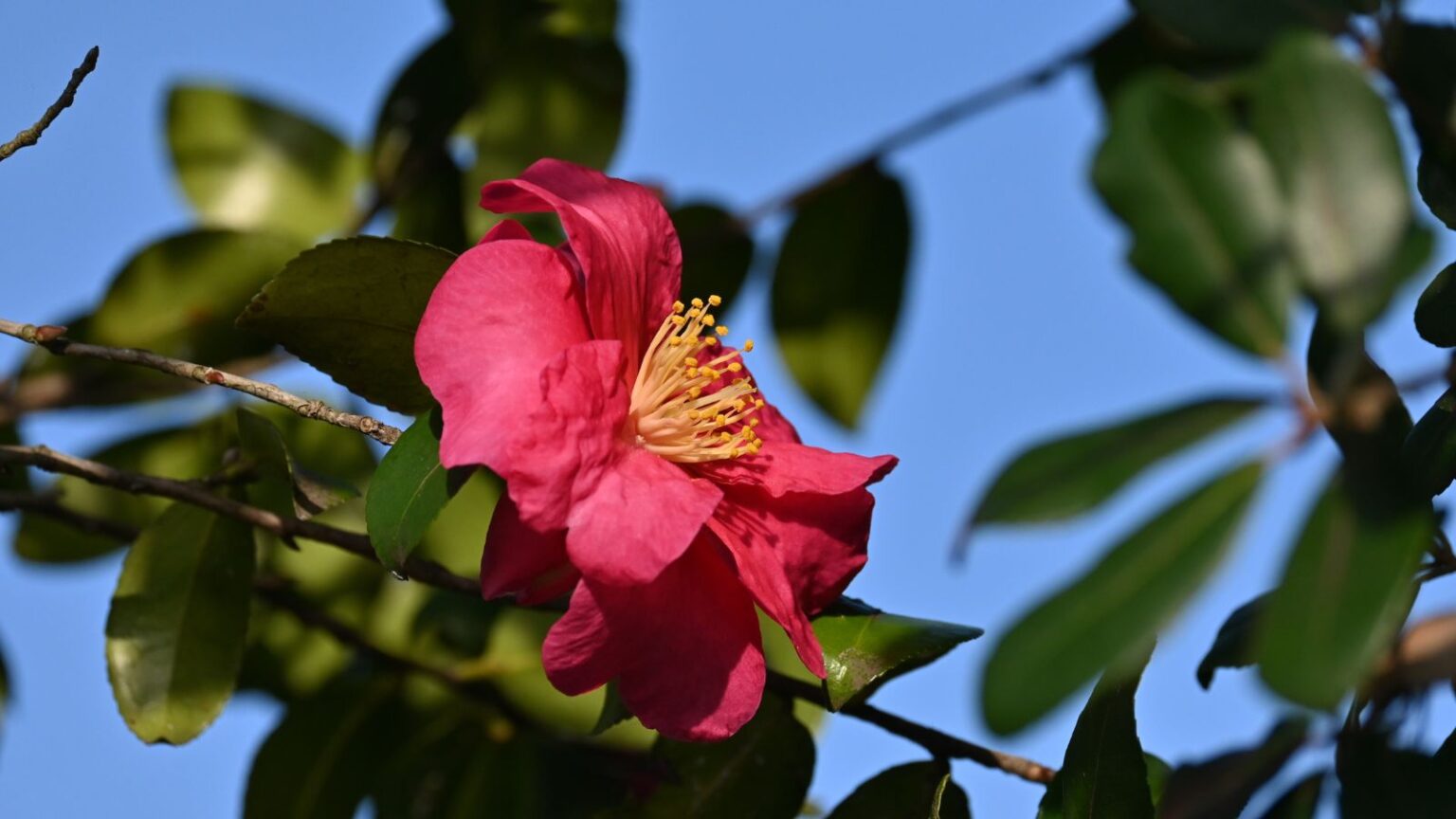 How to Plant, Grow, and Care For ‘Yuletide’ Camellia