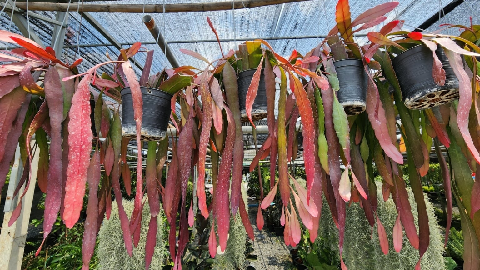 How to Plant, Grow, and Care For Red Mistletoe Cactus