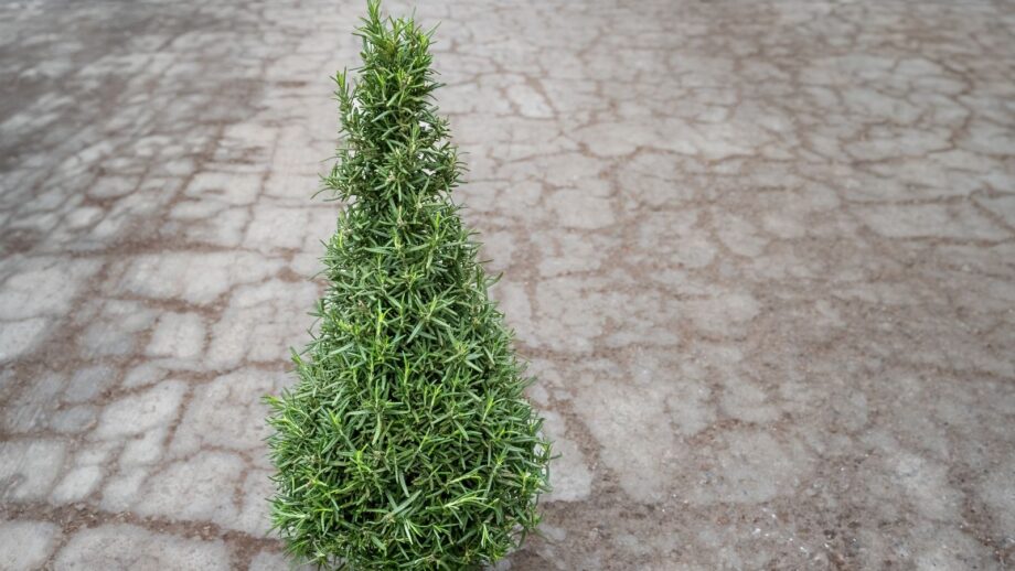 How to Grow a Rosemary Christmas Tree: 11 Care Tips