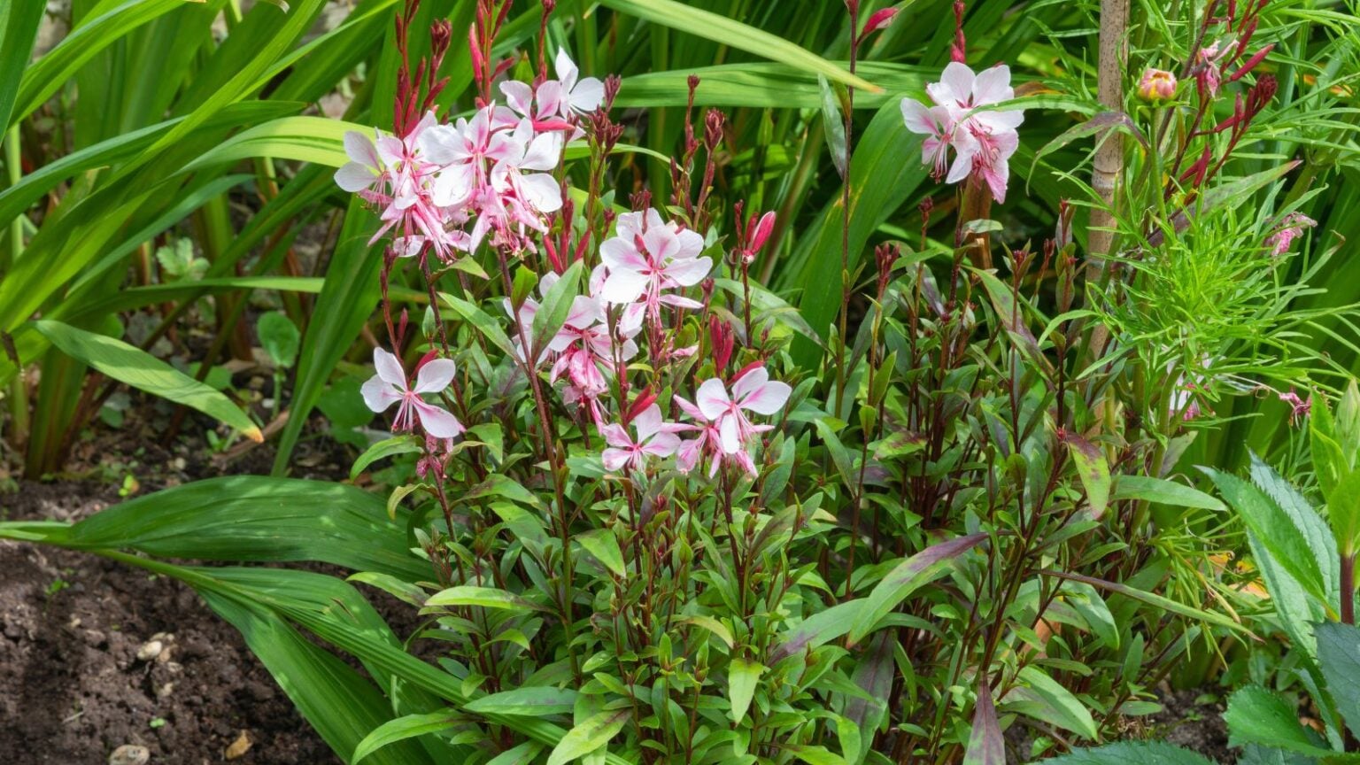 How to Plant, Grow, and Care for Gaura Lindheimeri