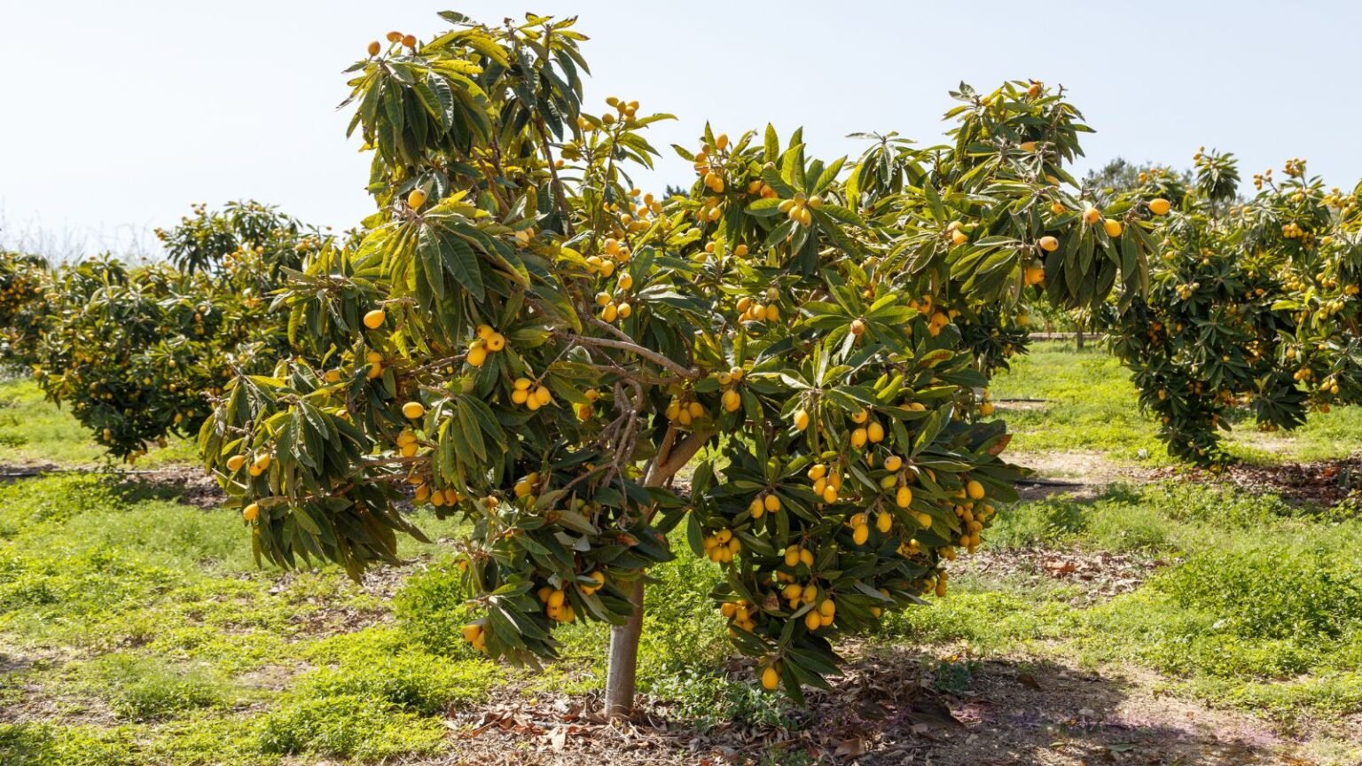 How to Plant, Grow, and Care for a Loquat Tree