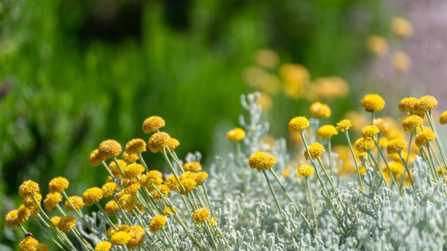How to Plant, Grow, and Care for Santolina Chamaecyparissus