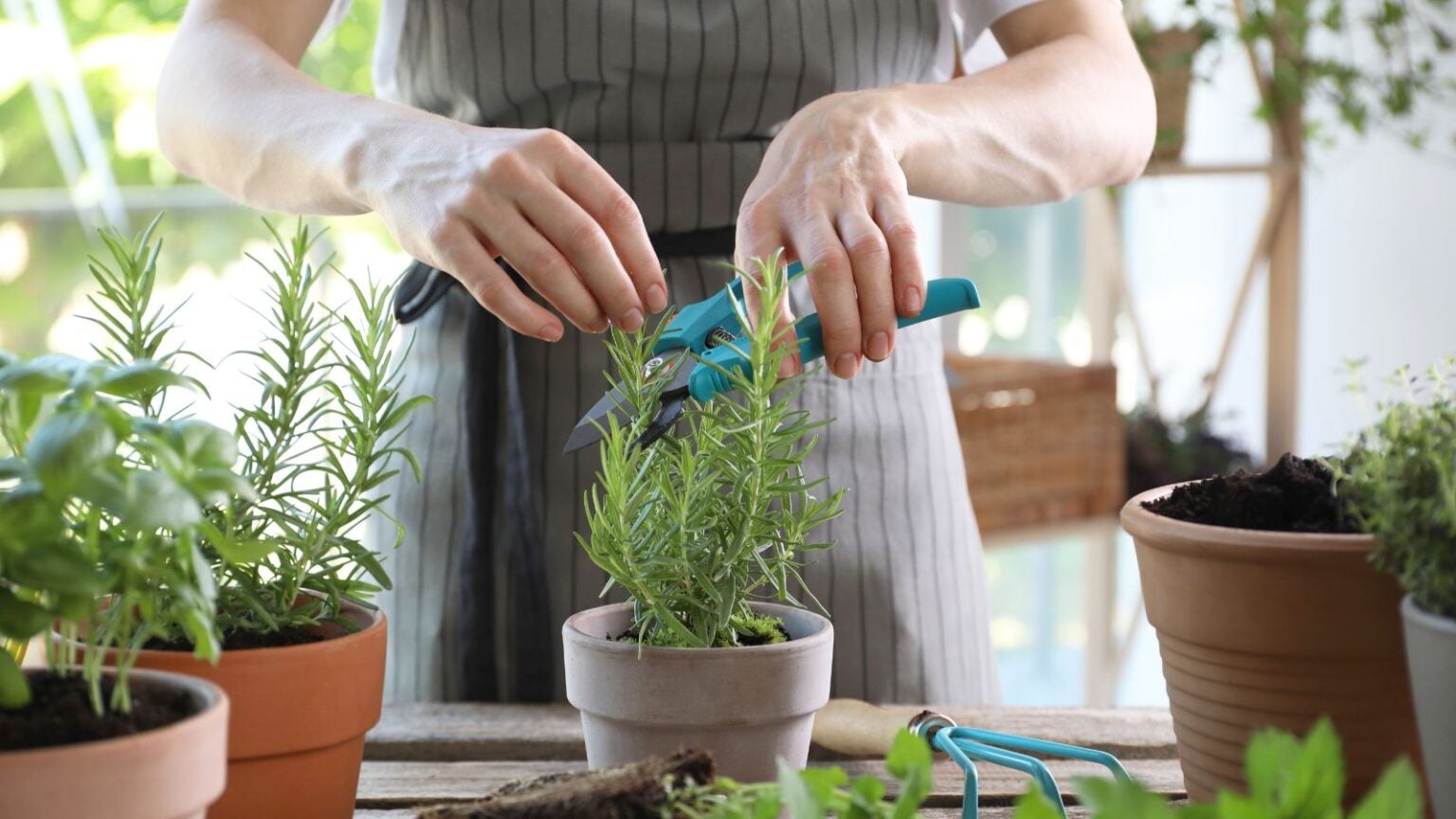 How to Grow a Rosemary Christmas Tree: 11 Care Tips
