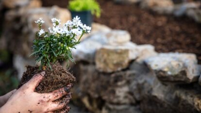 How to Plant, Grow, and Care for Candytuft