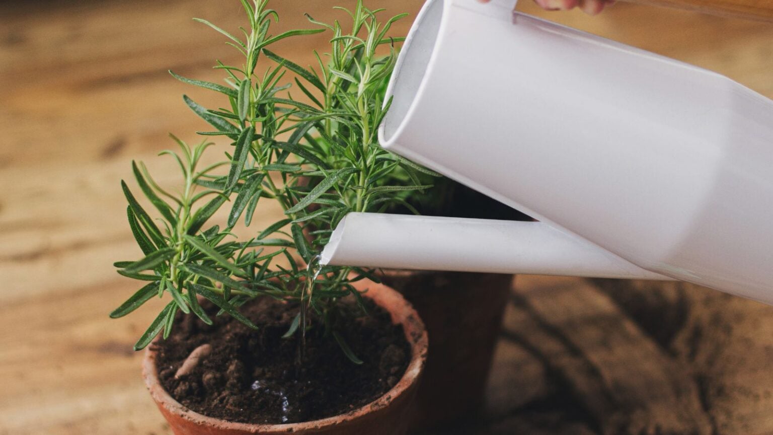 How to Grow a Rosemary Christmas Tree: 11 Care Tips