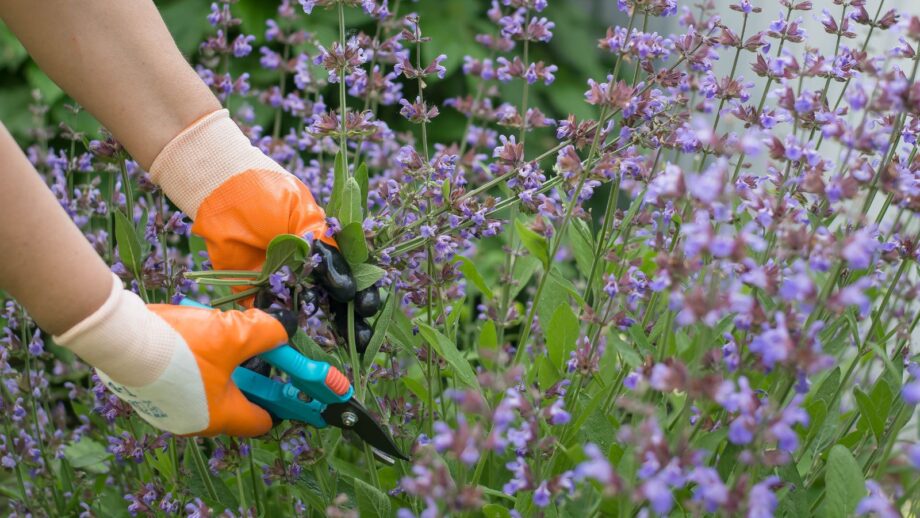 How to Plant, Grow, and Care for Salvia Sonomensis