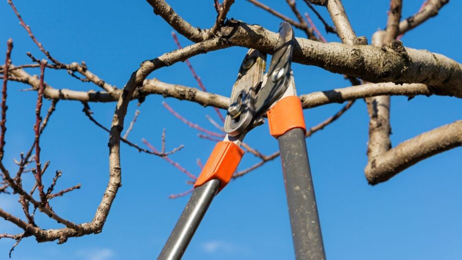 How to Plant, Grow, and Care for a Clementine Tree - Epic Gardening
