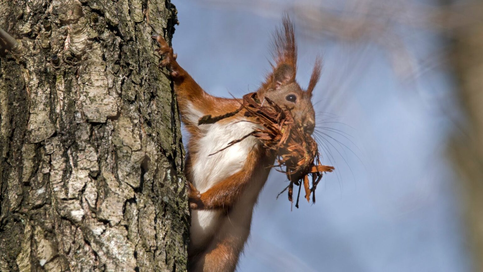 What That Clump of Leaves in Your Tree Really Is. Hint: It's Not a Bird ...