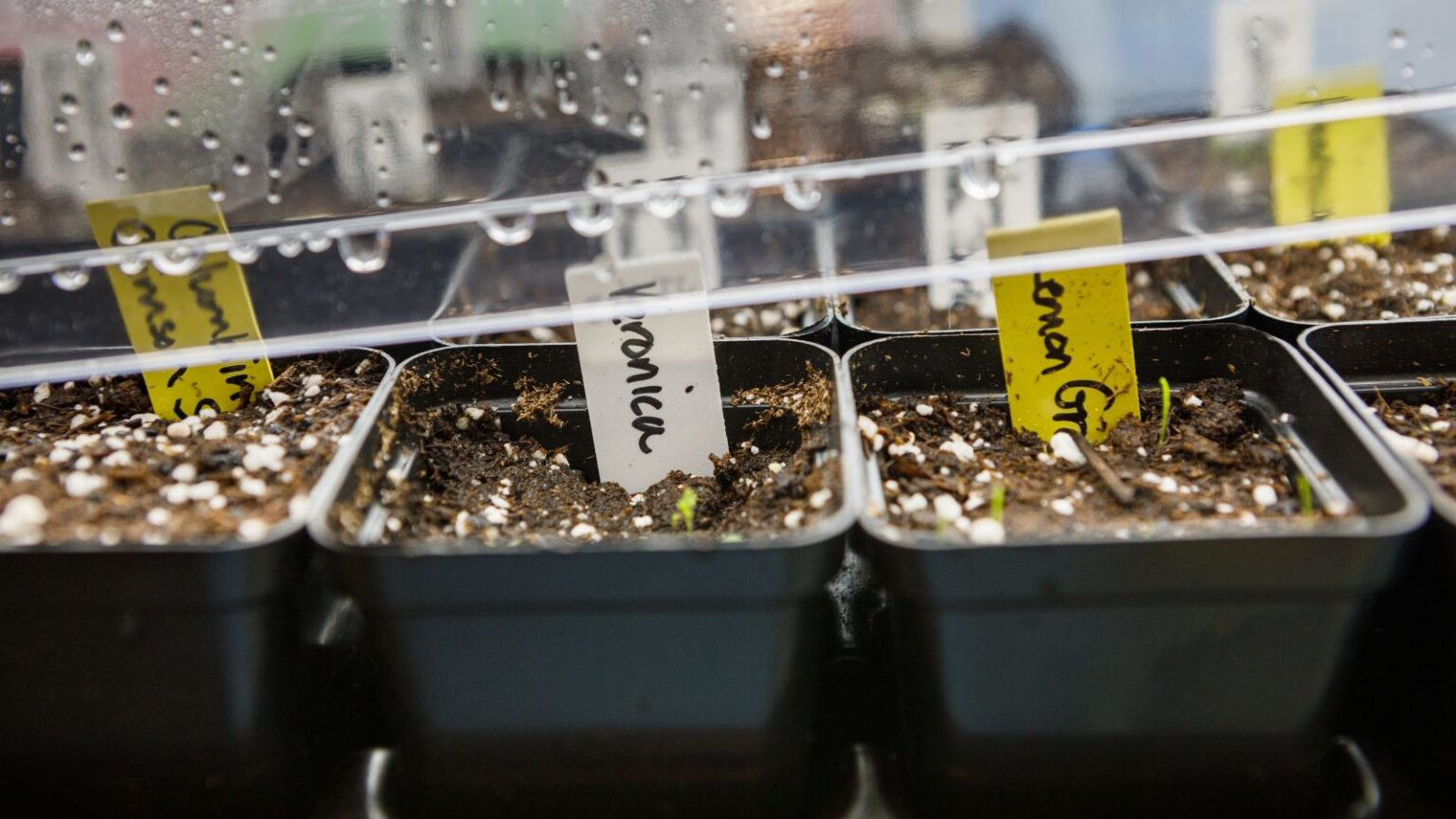 How to Use a Seedling Heat Mat the Right Way