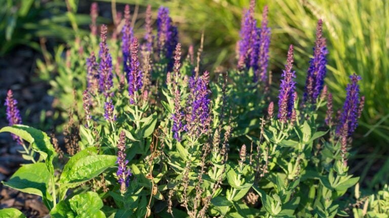 How to Plant, Grow, and Care for Salvia Sonomensis