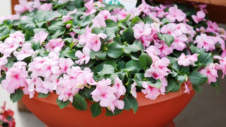 How to Plant, Grow, and Care for Impatiens Walleriana