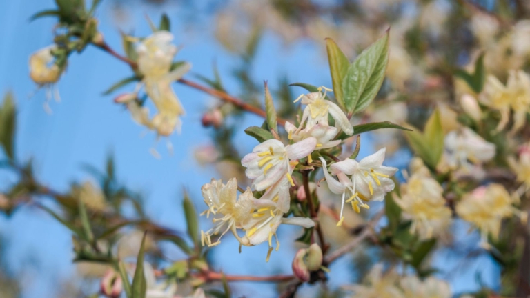 How to Plant, Grow, and Care for Winter Honeysuckle