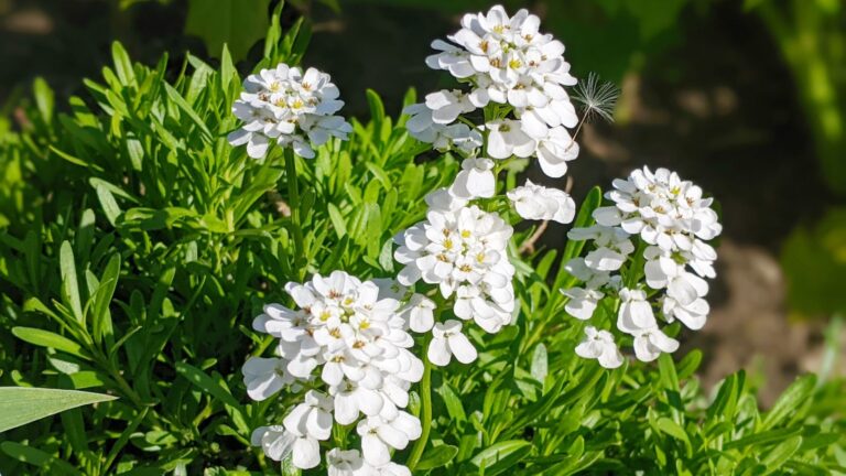 How to Plant, Grow, and Care for Candytuft