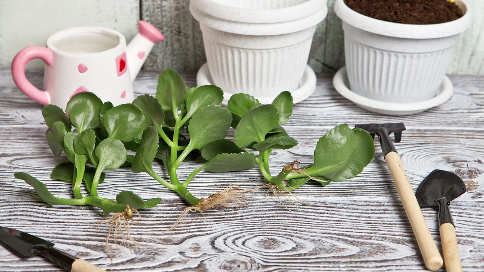 How to Propagate Kalanchoe in 4 Easy Steps