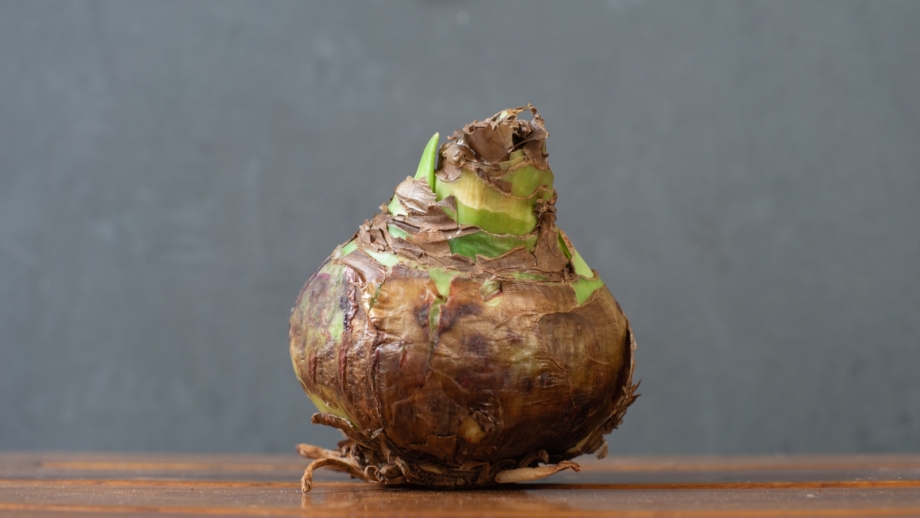 9 Tips to Avoid Amaryllis Bulb Rot This Season