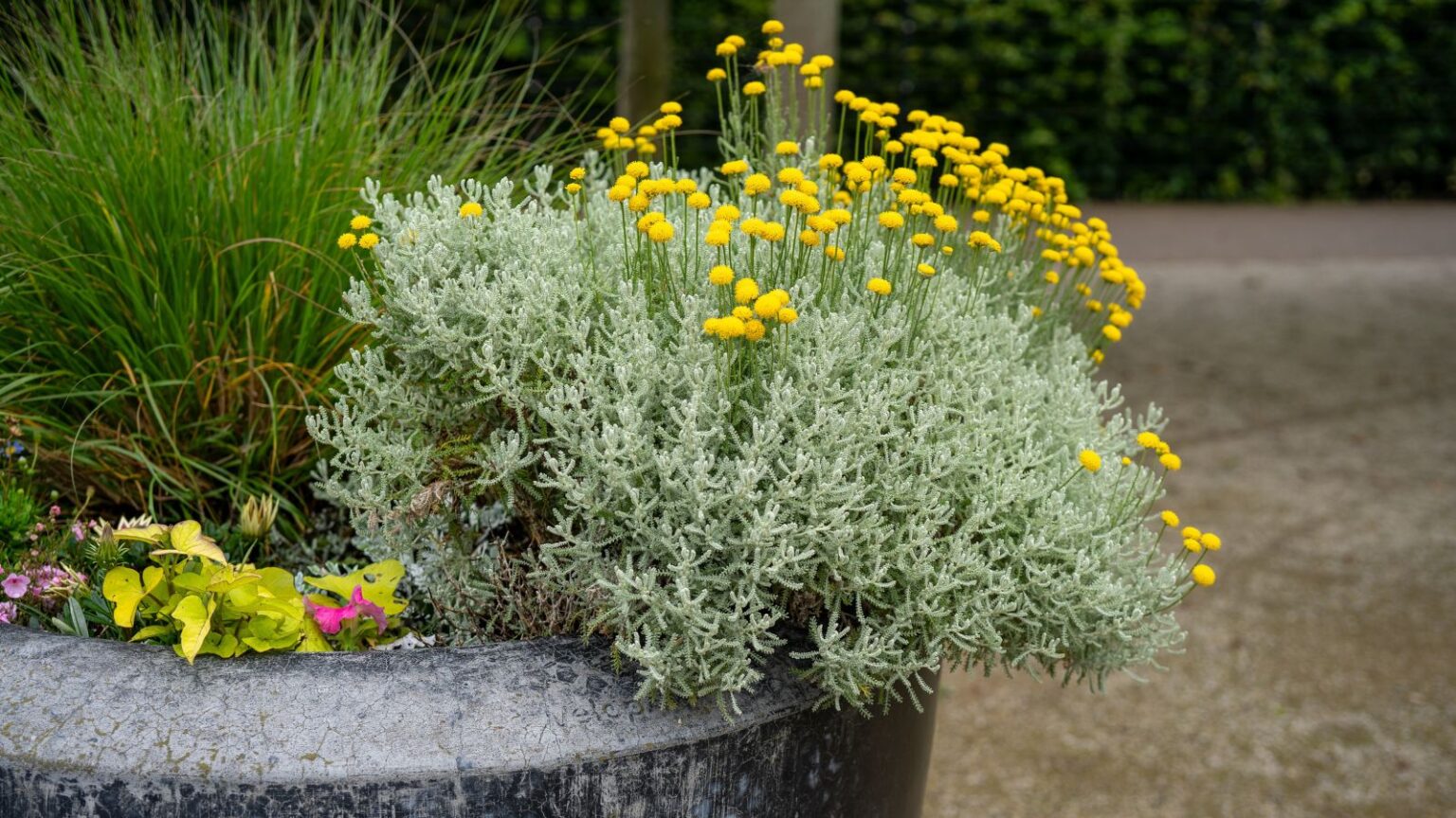 How to Plant, Grow, and Care for Santolina Chamaecyparissus
