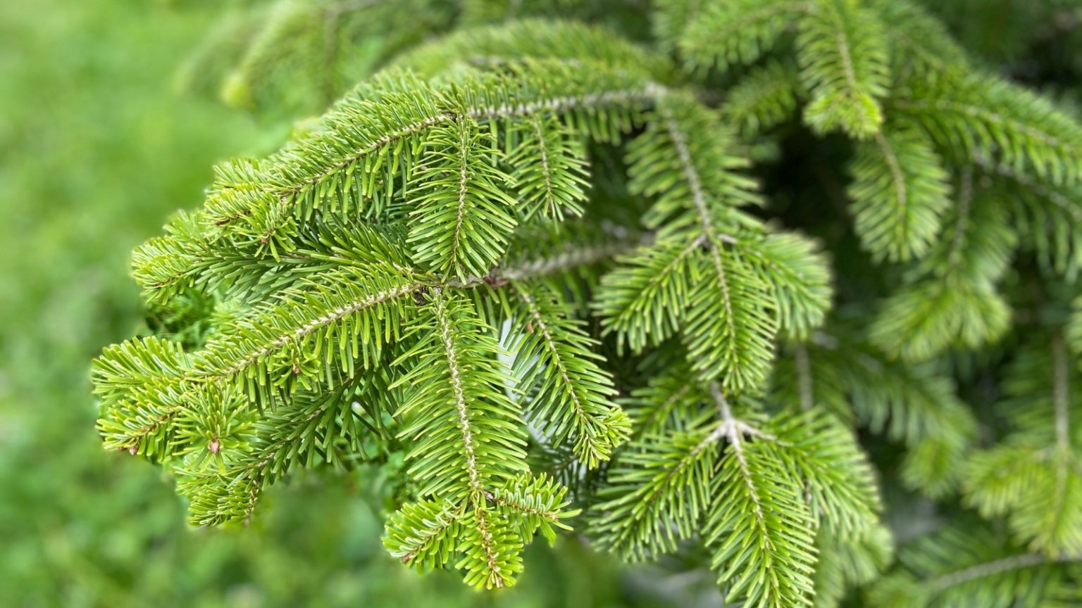 25 Popular Christmas Tree Types You Should Grow in Your Yard