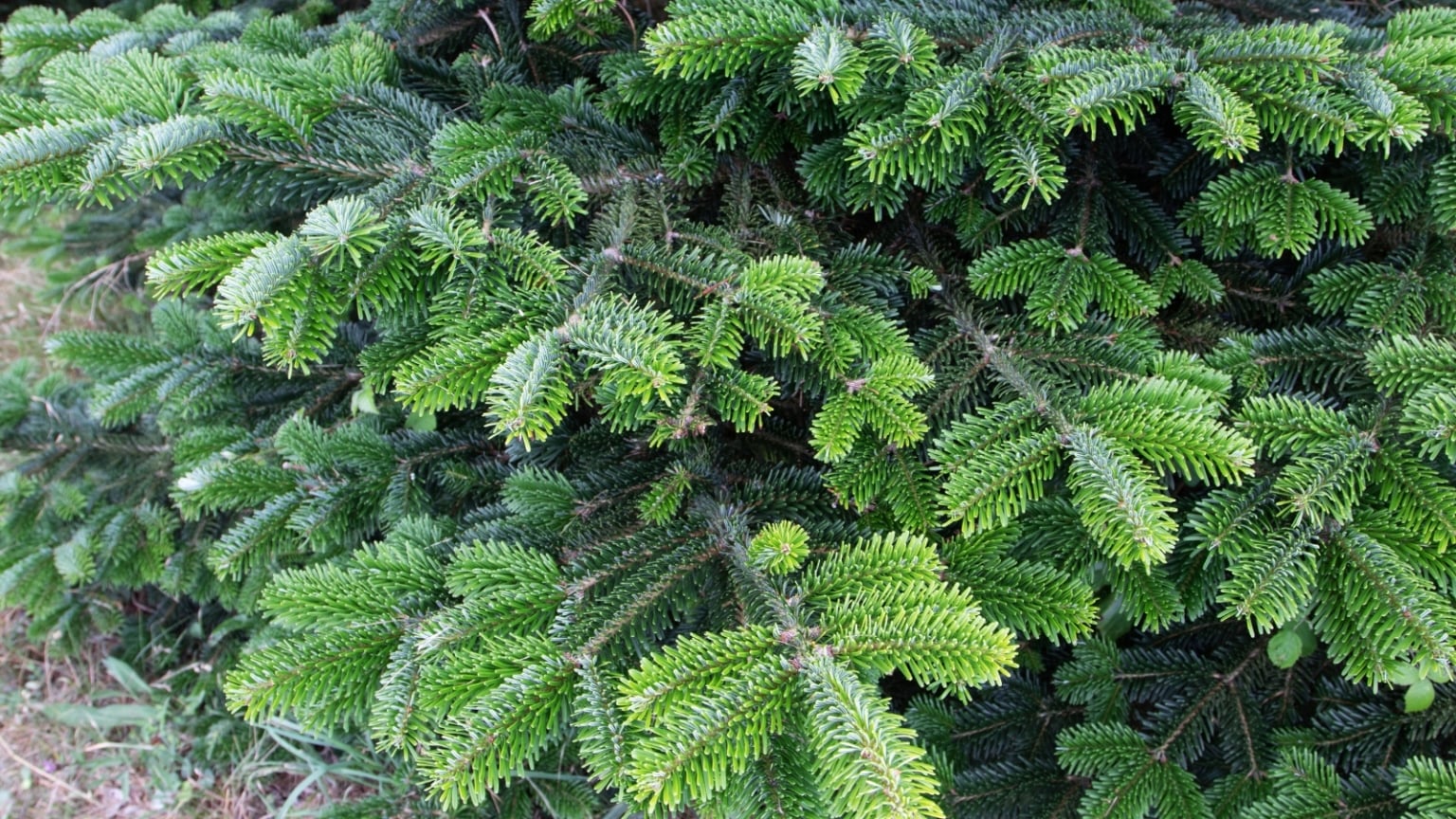25 Popular Christmas Tree Types You Should Grow in Your Yard