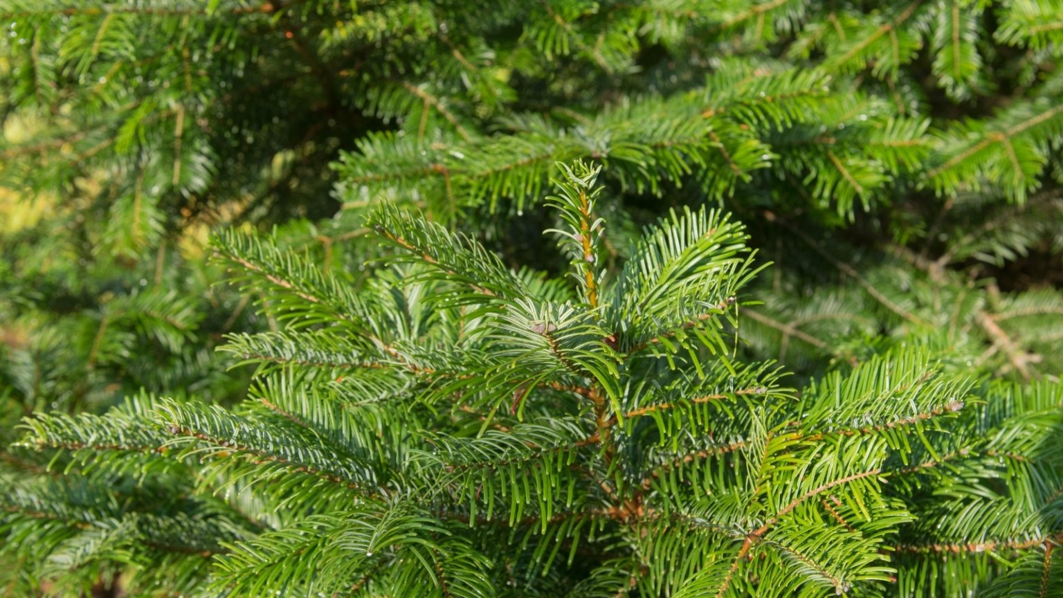 25 Popular Christmas Tree Types You Should Grow in Your Yard