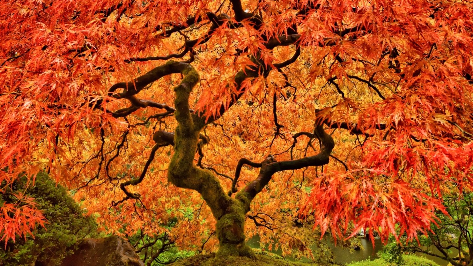 11 Trees With Unique, Twisted Branches That Look Good Bare