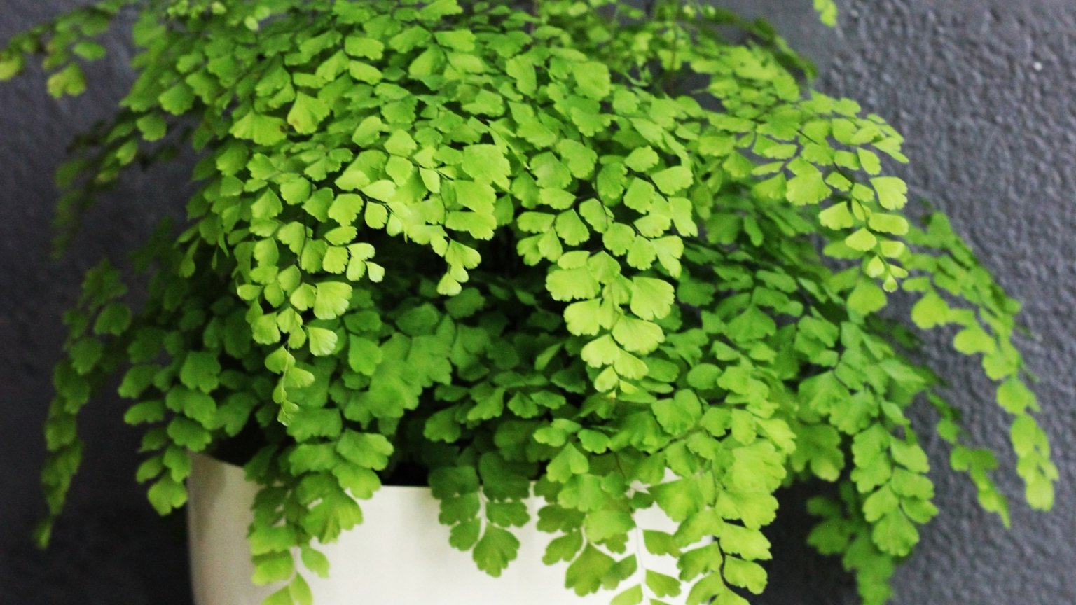 11 Houseplants With Delicate, Lacy Foliage