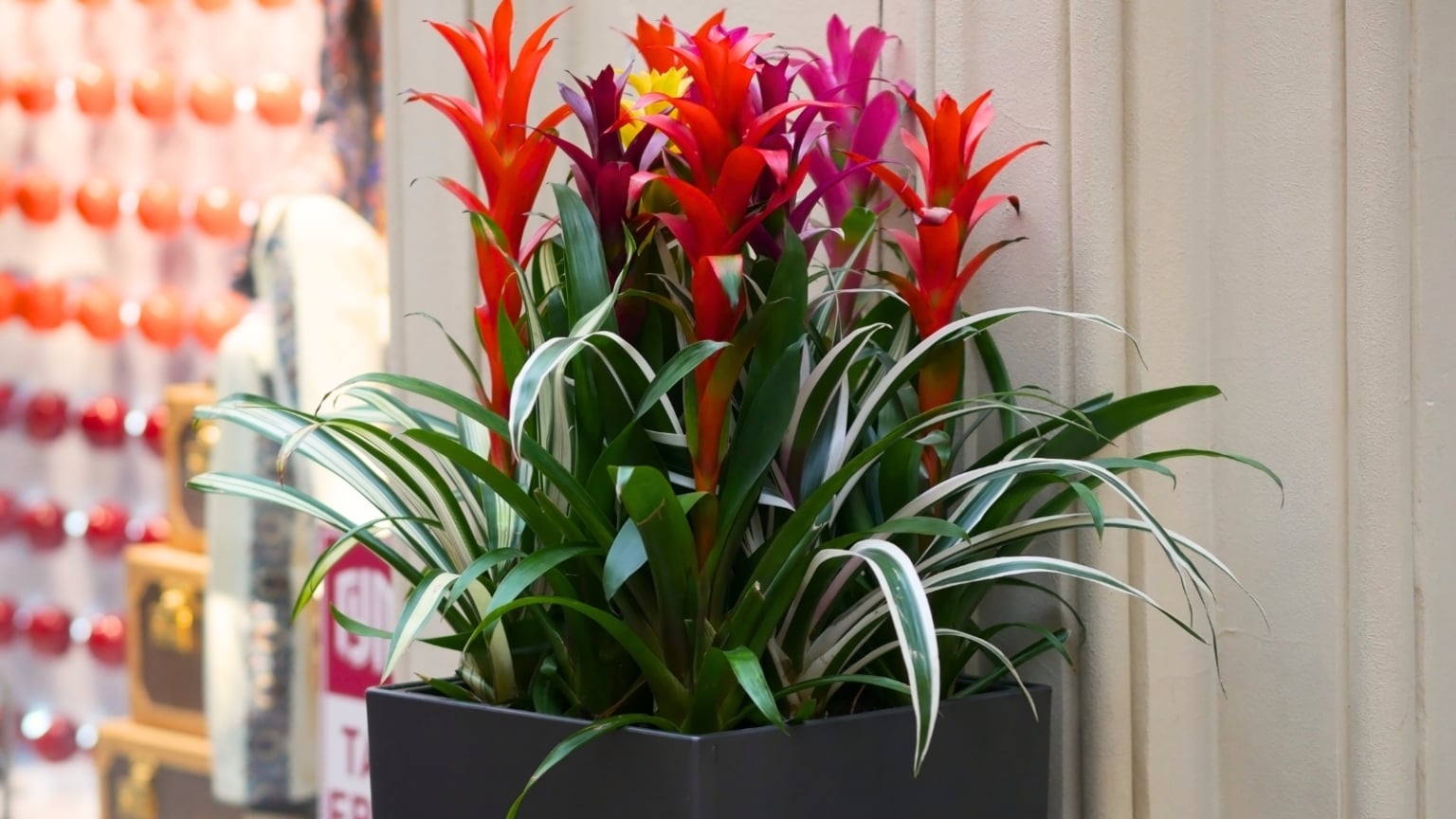 13 Plants That Love Being Misted