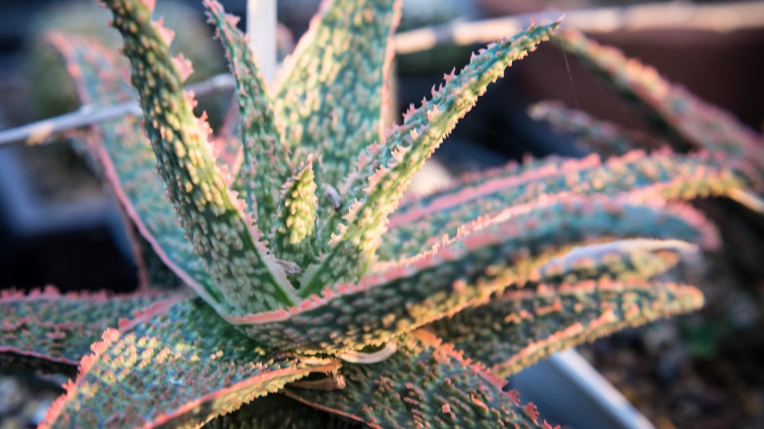 How to Grow and Care for 'Christmas Carol' Aloe