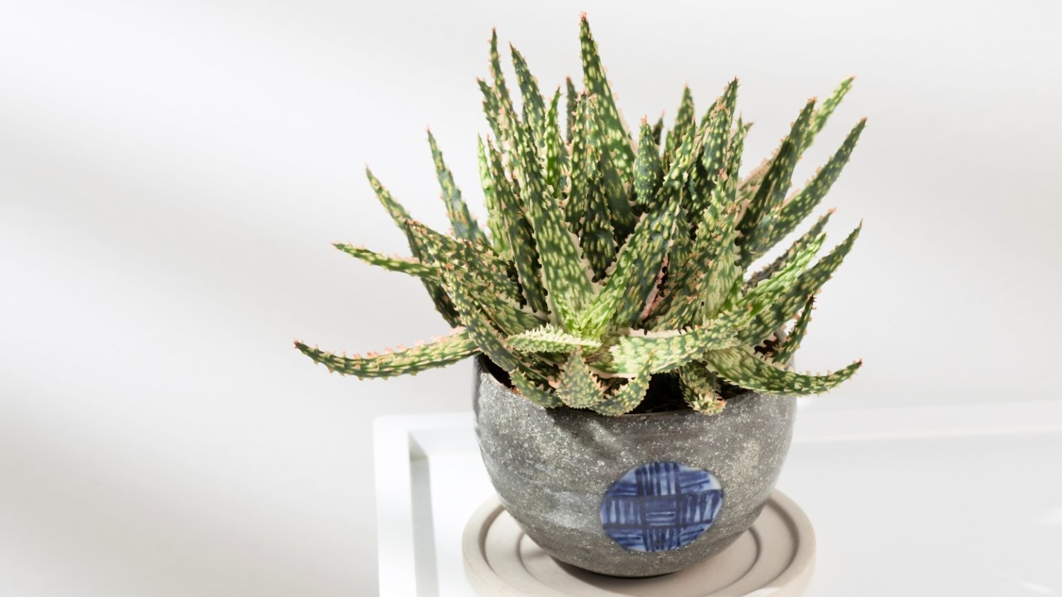 How to Grow and Care for 'Christmas Carol' Aloe