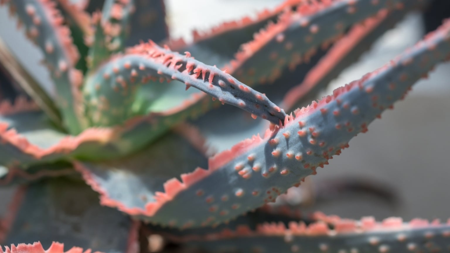 How to Grow and Care for ‘Christmas Carol’ Aloe – Nature's Gateway