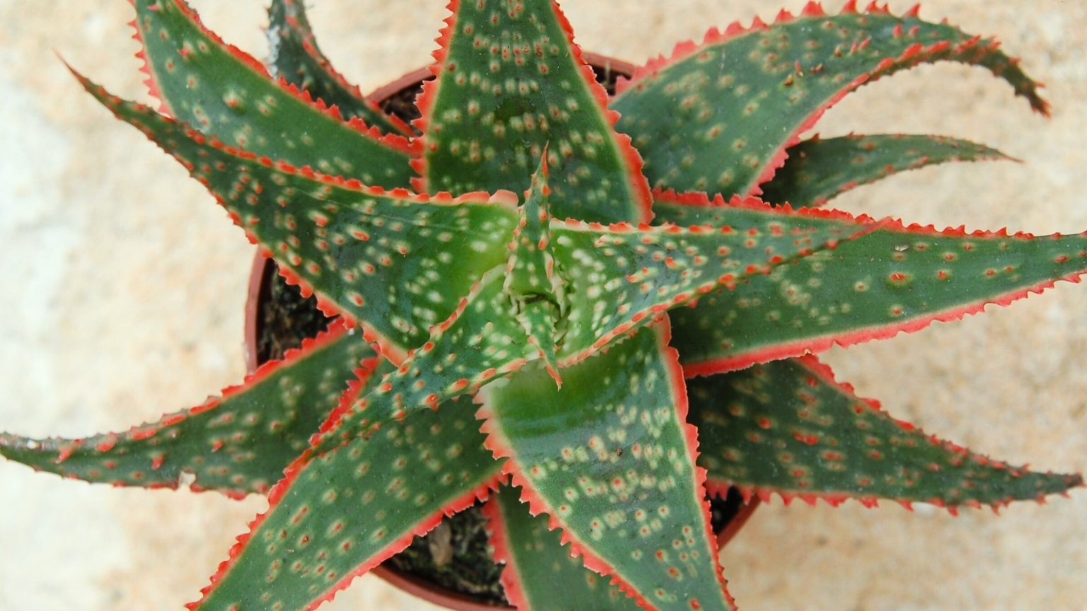 How to Grow and Care for 'Christmas Carol' Aloe