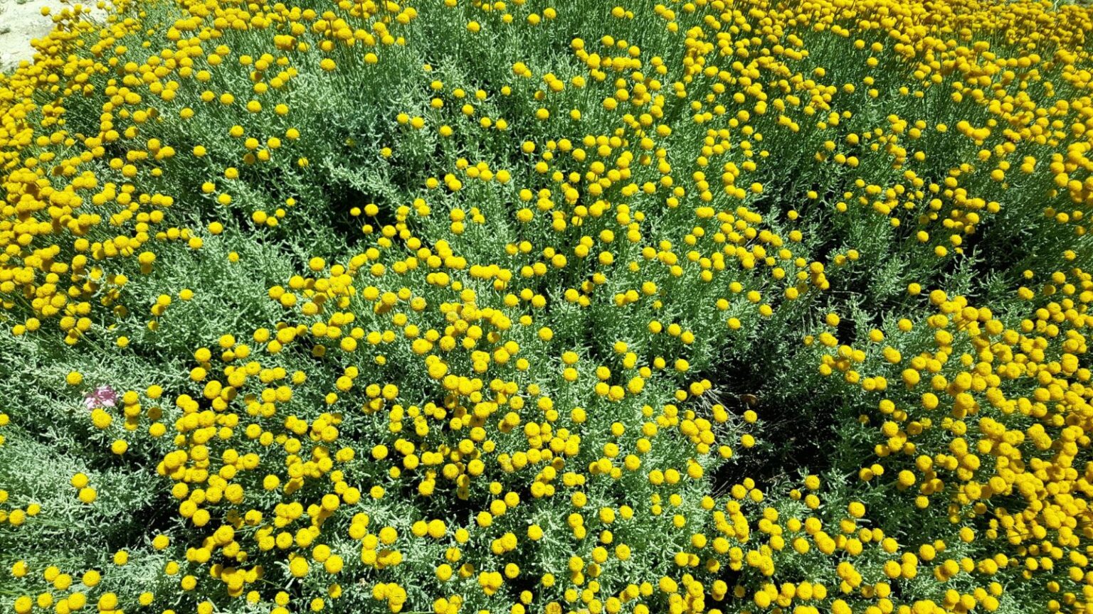 How to Plant, Grow, and Care for Santolina Chamaecyparissus