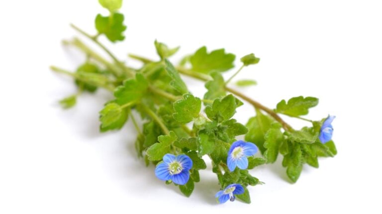 How to Plant, Grow, and Care for Creeping Speedwell