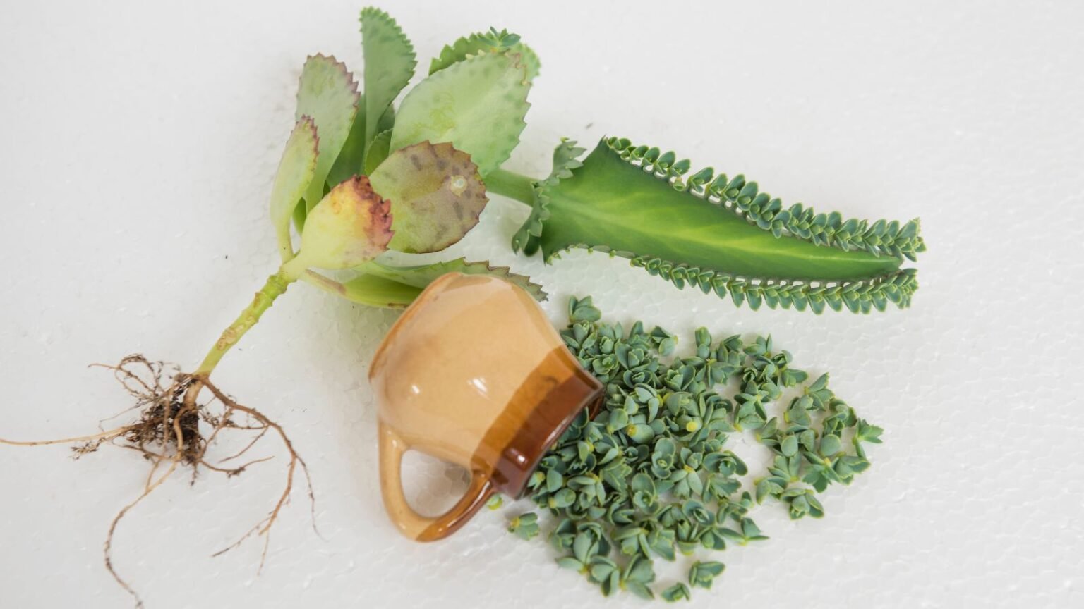 How to Propagate Kalanchoe in 4 Easy Steps