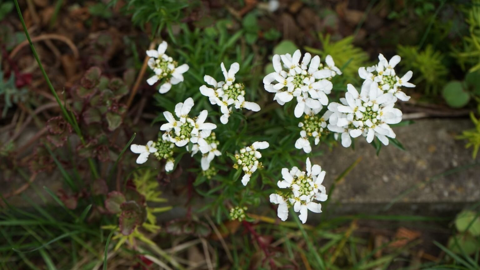 How to Plant, Grow, and Care for Candytuft