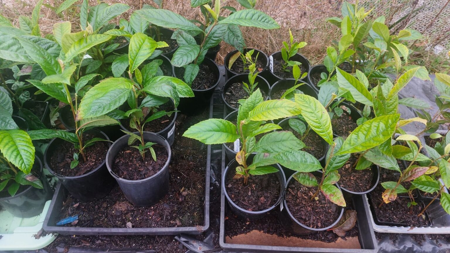 How to Plant, Grow, and Care for a Loquat Tree