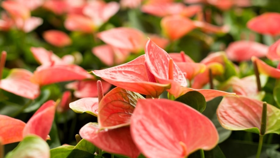 How to Plant, Grow, and Care for Flamingo Plants